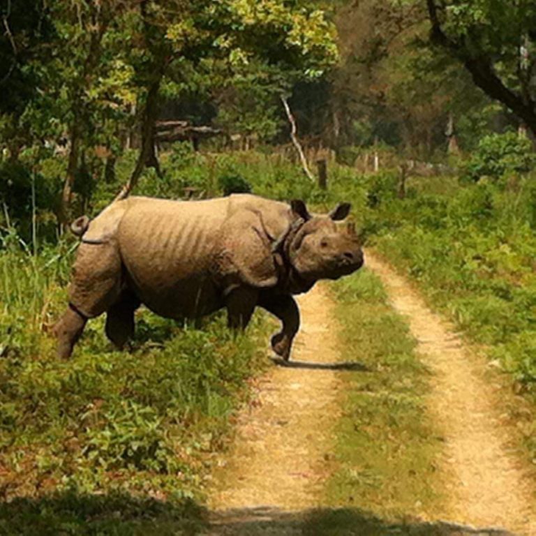 Sauraha Resort – One of the Best